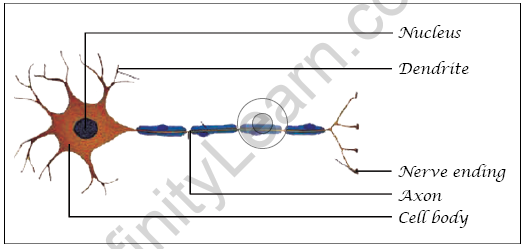 Ncert Solutions for Class 9 Science Chapter 6 Tissues | Infinity Learn