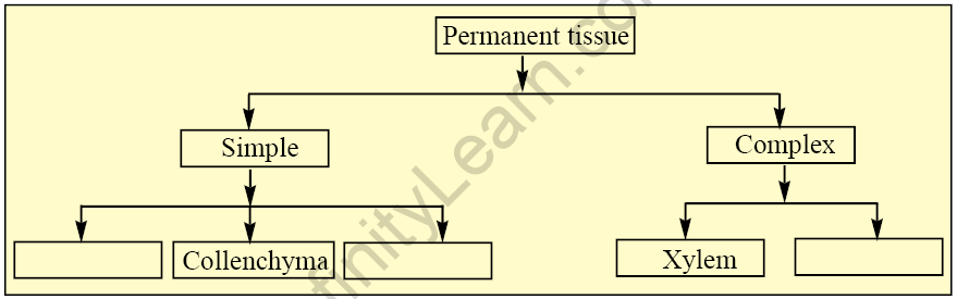 Ncert Solutions for Class 9 Science Chapter 6 Tissues | Infinity Learn