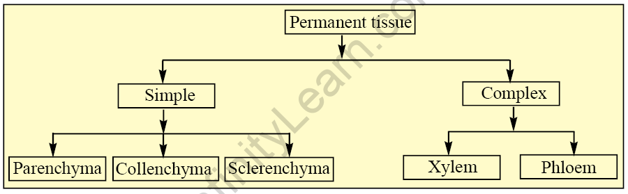 Ncert Solutions for Class 9 Science Chapter 6 Tissues | Infinity Learn