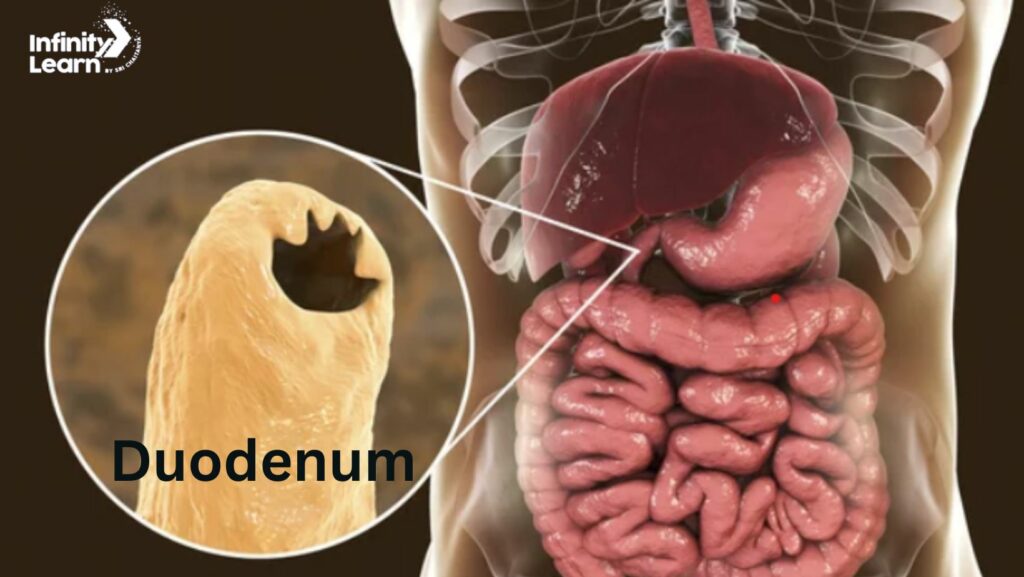 Duodenum - Functions, Types, Disease and Digestive System