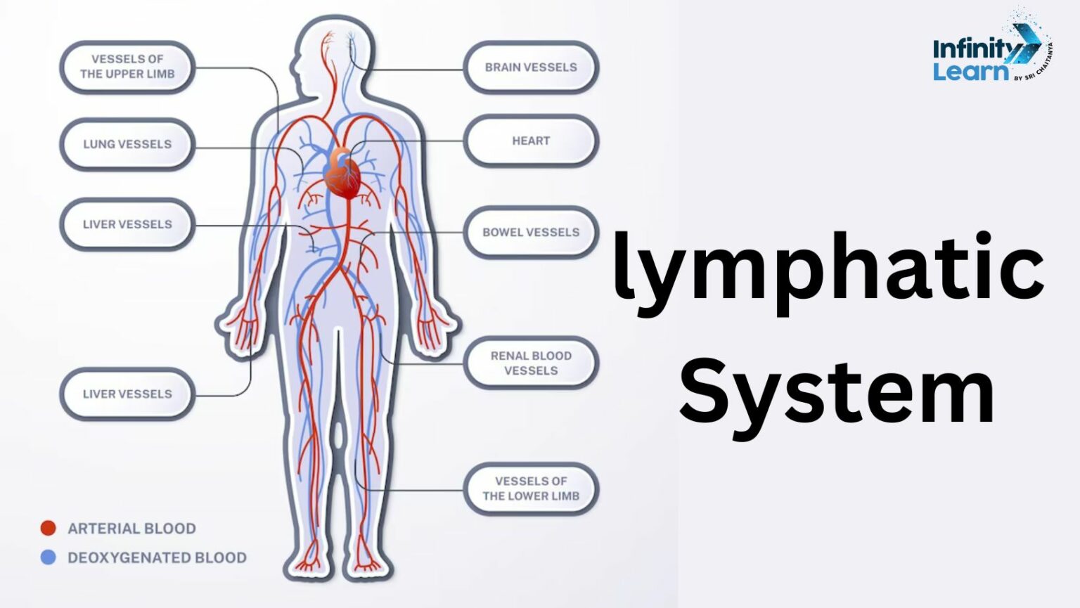 Lymph : System, Vessels, nodes and Fluids