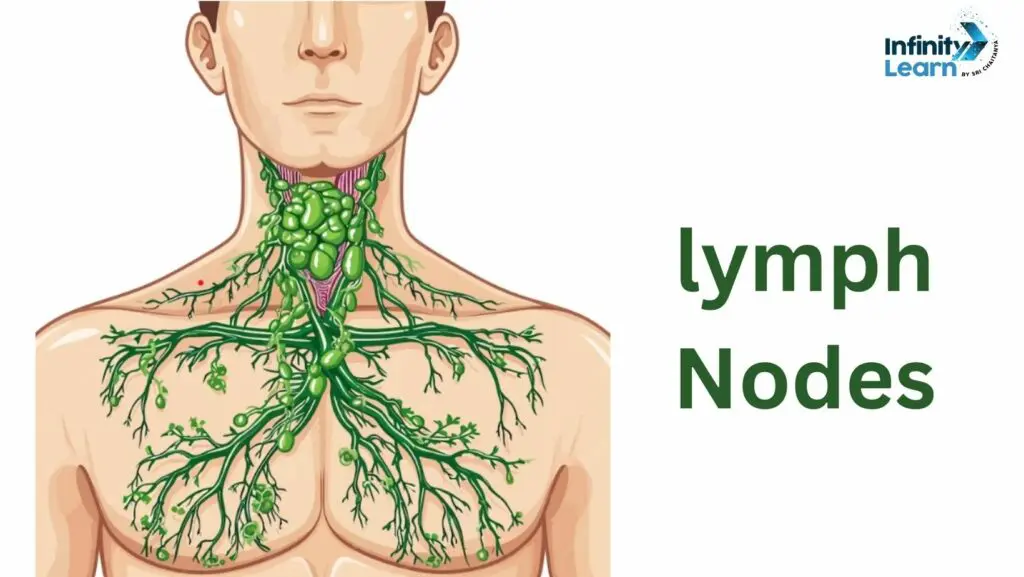 Lymph : System, Vessels, nodes and Fluids