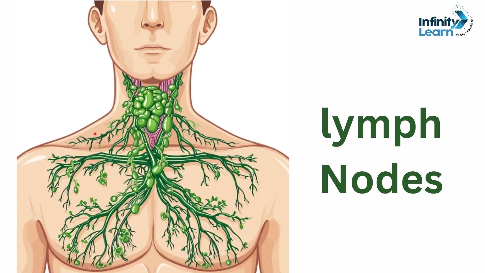 Lymph : System, Vessels, nodes and Fluids