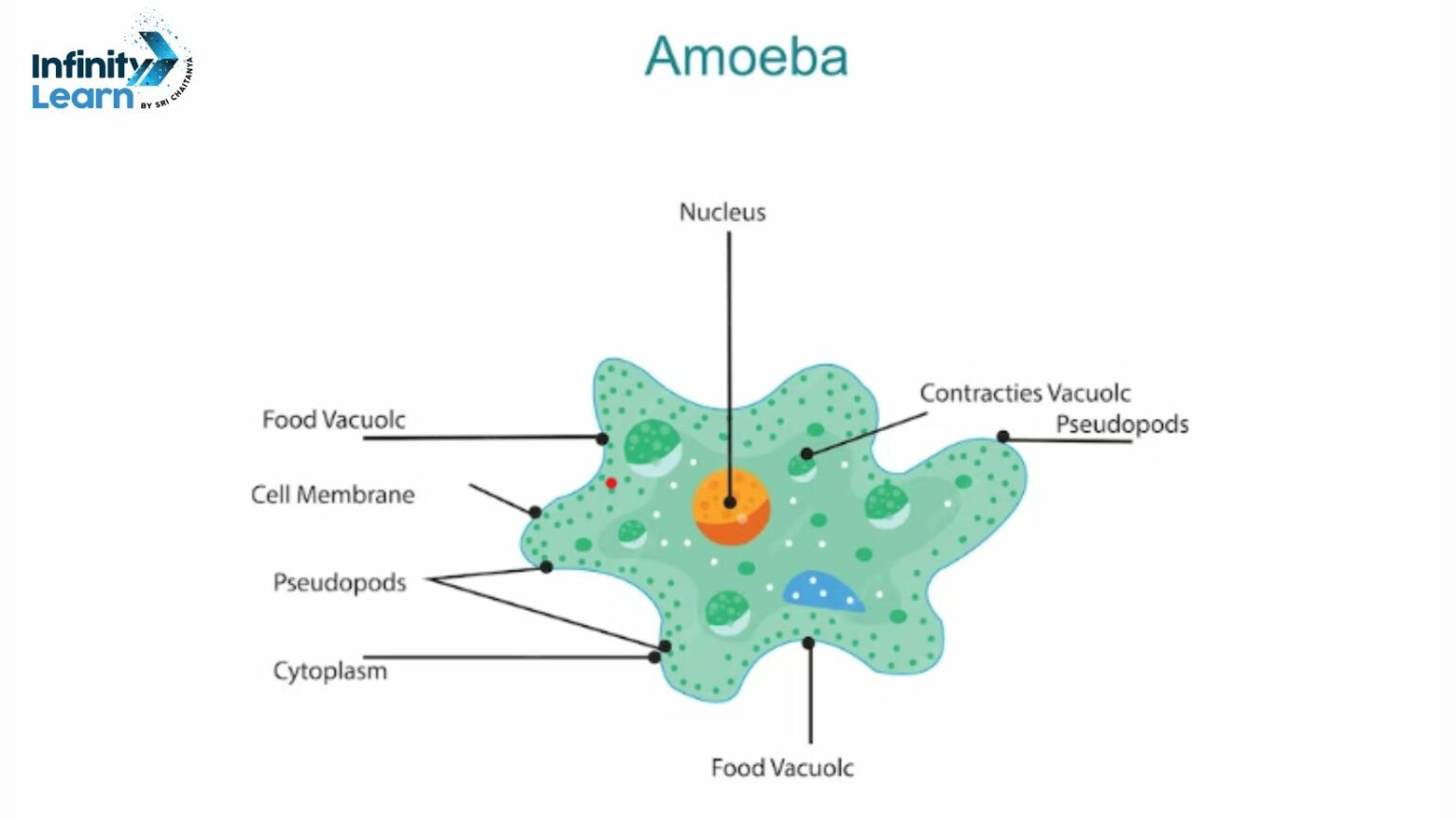 Amoeba - Nutrition, Digestion, Diagram and Pseudopodia