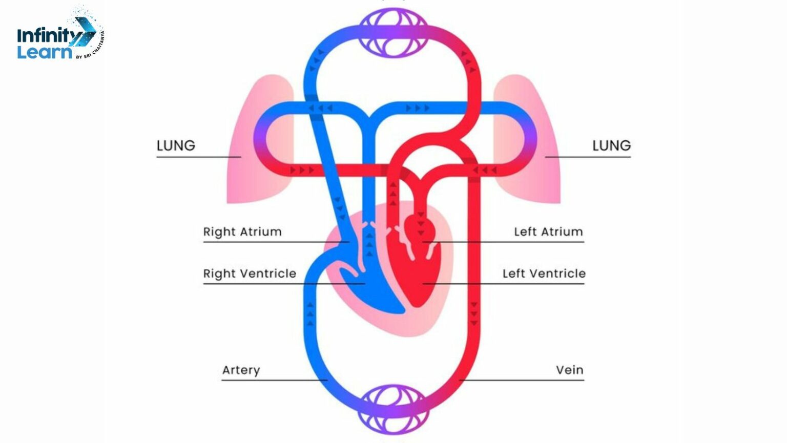 Human Circulatory System - Organs, Diagram and Its Functions