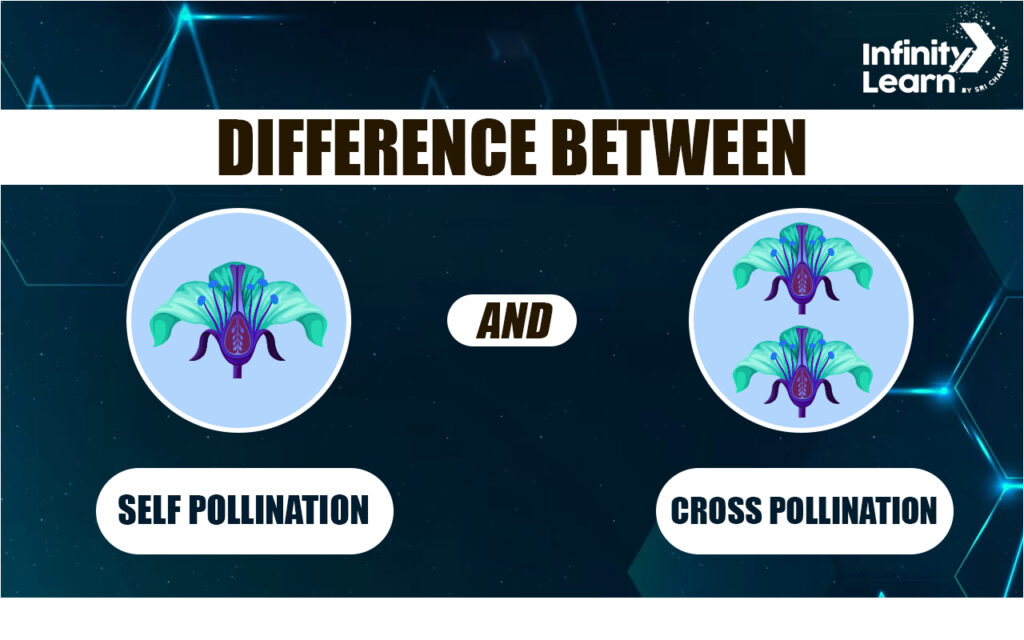 Difference Between Self And Cross Pollination Defintion And Key Points 9072
