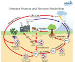 Essentials of Nitrogen Fixation & Metabolism Guide | Infinity Learn