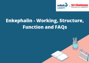 Enkephalin - Working, Structure, Function and FAQs - Infinity Learn by ...