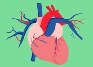 NCERT Class 7 Science Ch 11: Transportation in Animals & Plants