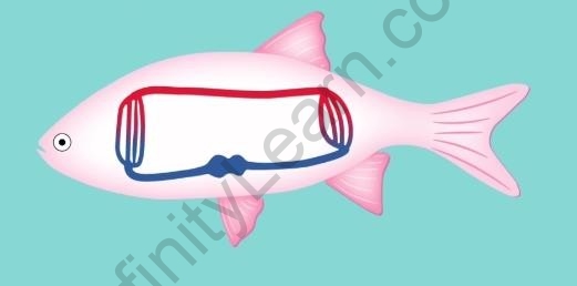 Types of Circulation - Sri Chaitanya Infinity Learn Best Online Courses ...