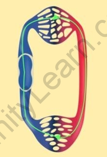 Types of Circulation - Sri Chaitanya Infinity Learn Best Online Courses ...