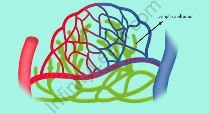 Lymph - Infinity Learn by Sri Chaitanya
