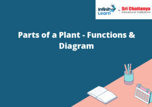 Parts of a Plant - Functions & Diagram - Infinity Learn by Sri Chaitanya