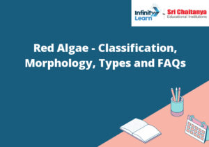 Red Algae - Classification, Morphology, Types and FAQs - Infinity Learn ...