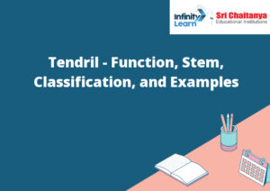 Tendril - Function, Stem, Classification, and Examples - Infinity Learn ...