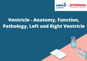Ventricle - Anatomy, Function, Pathology, Left and Right Ventricle ...