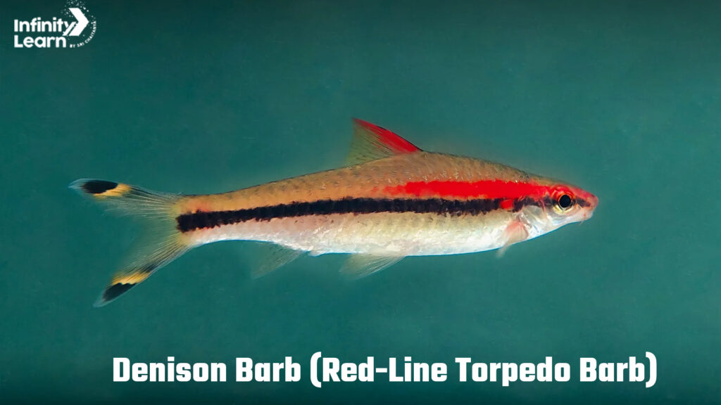 Barb Fish - Characteristics, 10 Popular Types and Facts