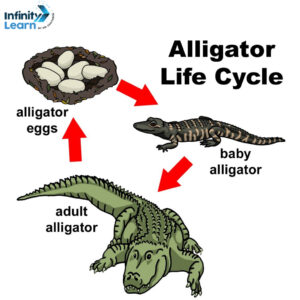 Alligator - Evolution, Characteristics, Life Cycle, and Alligator vs ...