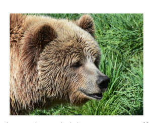 What is Omnivores? - Meaning, Omnivorous Animals, and Nutrition