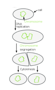 How Do Organisms Reproduce - Introduction and Types of Reproduction