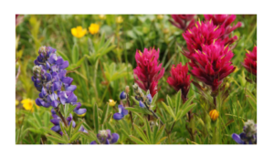 Flora and Fauna - Meaning, Importance and Difference with Exapmles