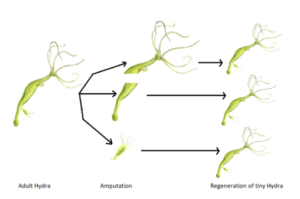 Fragmentation - Definition and Fragmentation in Animals and in Plants