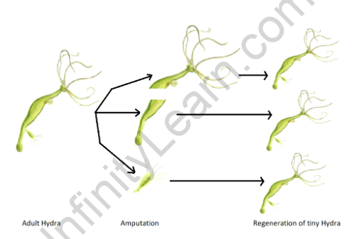 Fragmentation - Definition and Fragmentation in Animals and in Plants