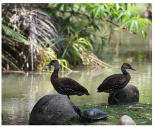 Environment- Meaning, Definition, Components, Ecosystem and Examples