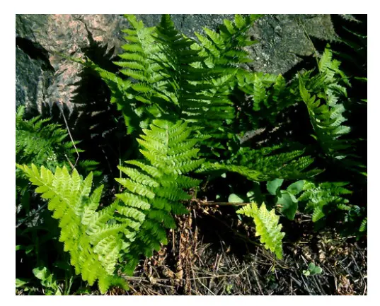 Plant Kingdom - Classification and Characteristics of Kingdom Plantae