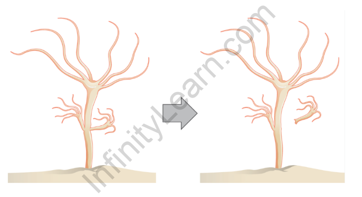 Budding - Definition, Types | Budding in Hydra and Yeast cells