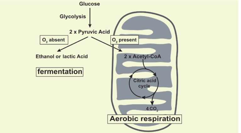 Respiration - Definition, Types of Respiration and Pathways