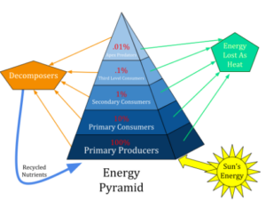 Types of Ecological Pyramids : Construction & Significance | Infinity Learn