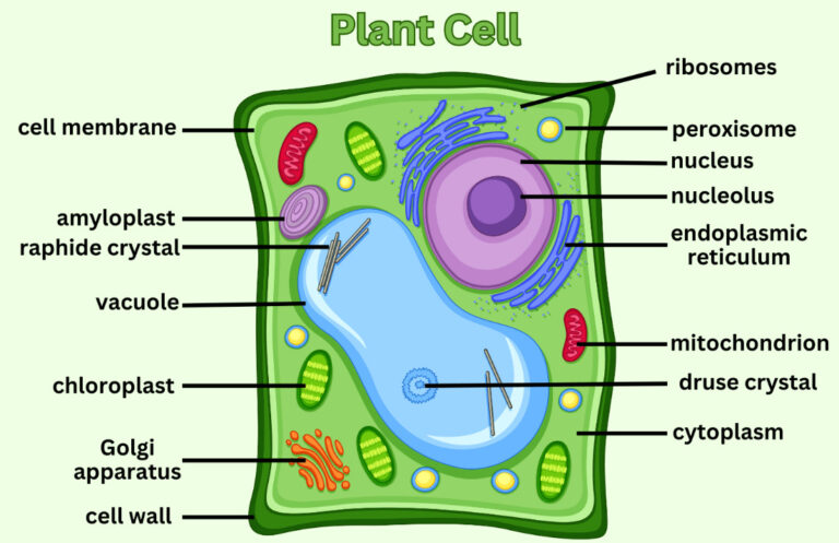 Plant Cell - Definition, Structure, Types, Functions and Exapmles