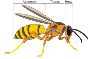 Arthropoda : Classification, Examples & Characterstics | Infinity Learn