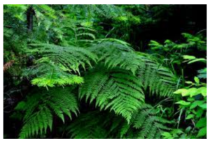 Pteridophytes - Definition, Features, Characteristics, and Classification