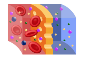 Difference between Osmosis and Diffusion - With Diagram