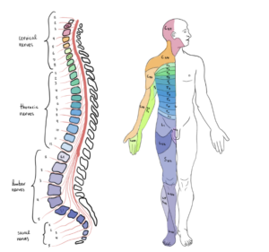 Spinal Cord - Anatomy, Diagram, Structure, and Functions