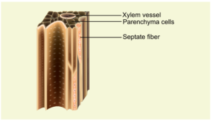 Difference Between Xylem and Phloem: Structure, Funtions & Components