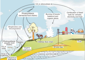 Biogeochemical Cycles : Definition & Various types of Biogeochemical Cycles
