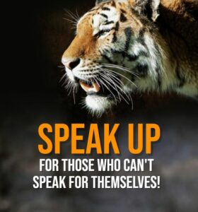 Slogan on Save Tiger in English