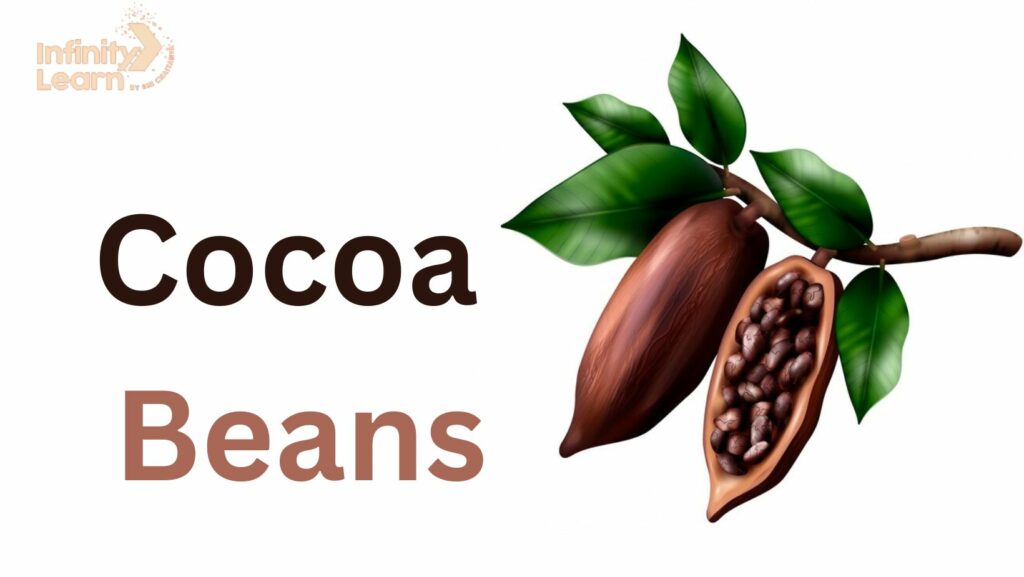 Cocoa bean: History, Cultivation, Products, Science And Facts