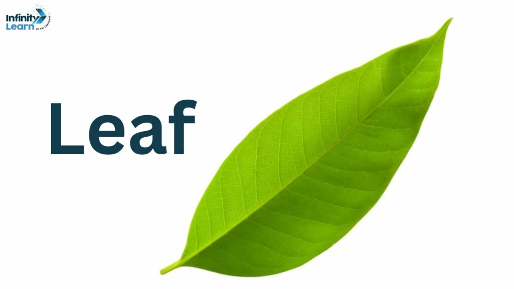 Leaf - Structure, Functions and Facts
