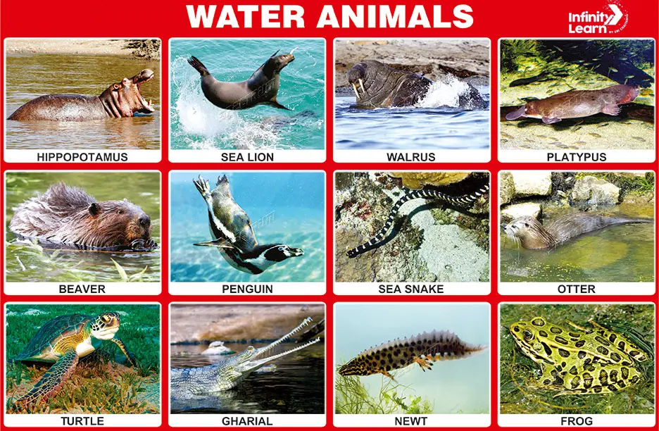 Water Animals Name - List of 50 Water Animals Names