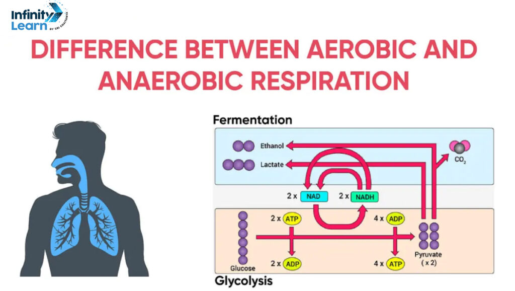 Difference between Aerobic and Anaerobic Respiration | Explained