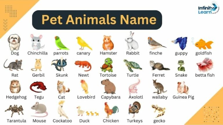 List of 100 Pet Animals Name in Hindi and English for Kids and UKG | IL