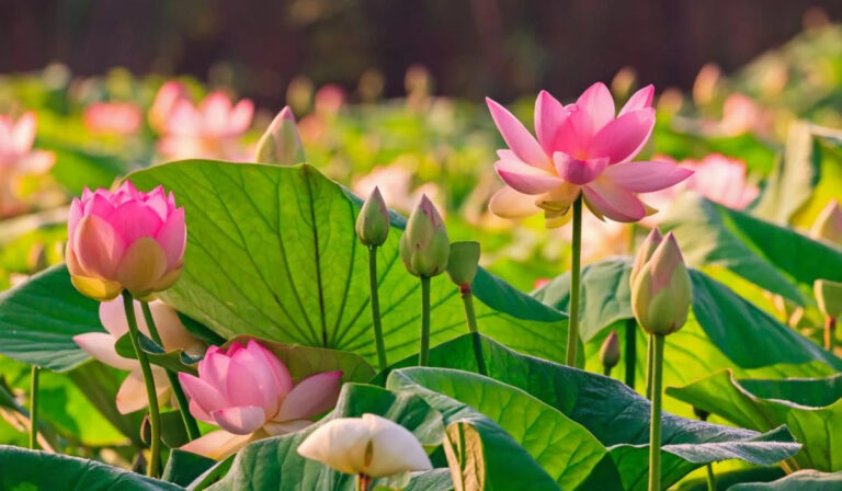 National Flower of India: History, Facts, and State-wise Name List