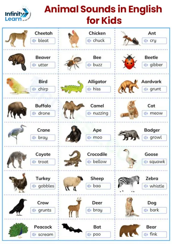 Animal Sounds in English for Kids and Students