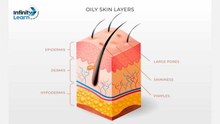 Skin | Definition, Functions, Layer and Structure