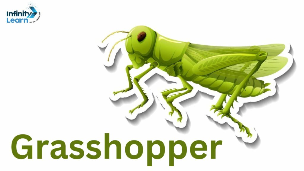 Grasshopper - Scientific Name, Eat, Features, Description