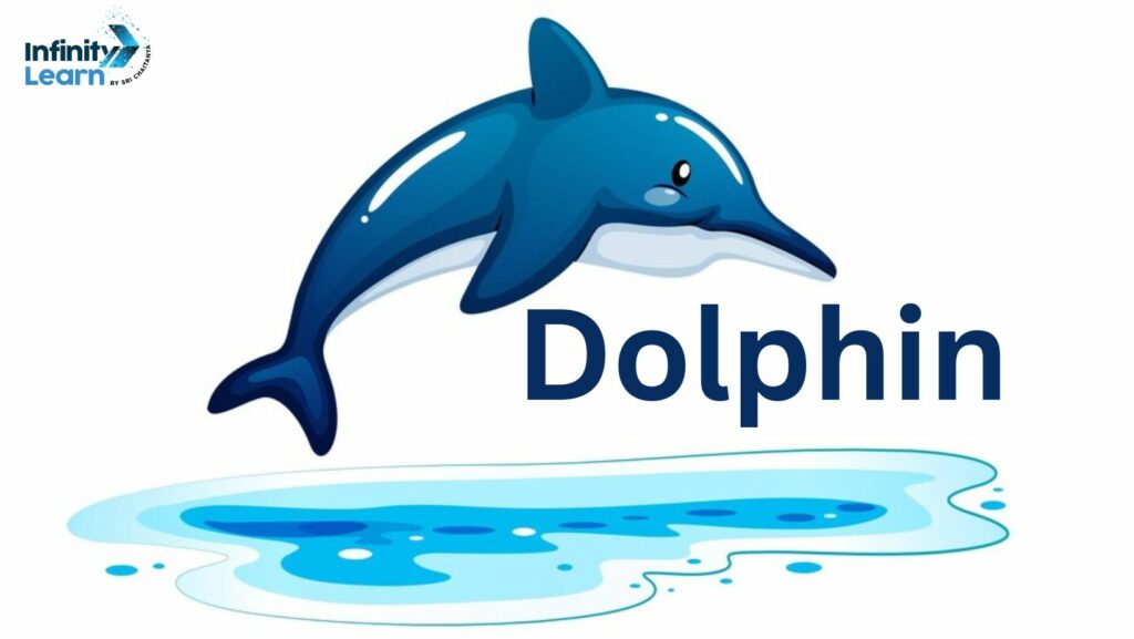 Dolphin - Scientific Name, Life Span, Features and Facts